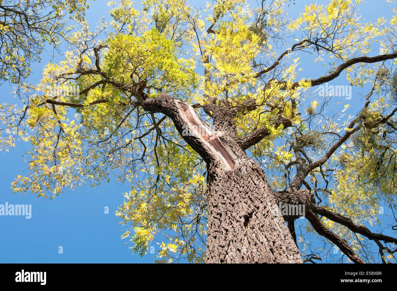 Juglans nigra hi-res stock photography and images - Alamy