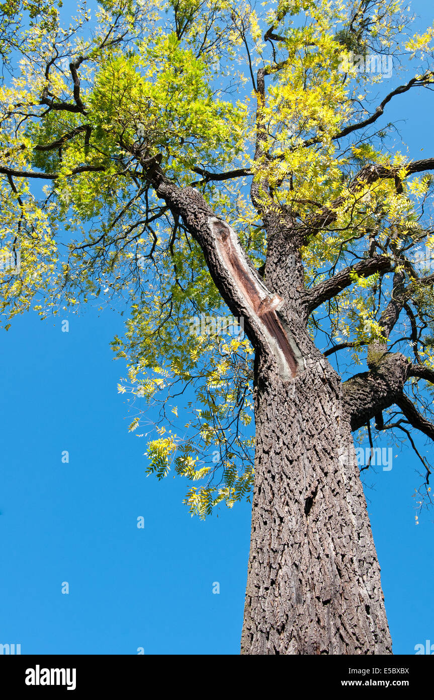 Old and tall walnut tree (Juglans nigra) in vertical format Stock Photo ...