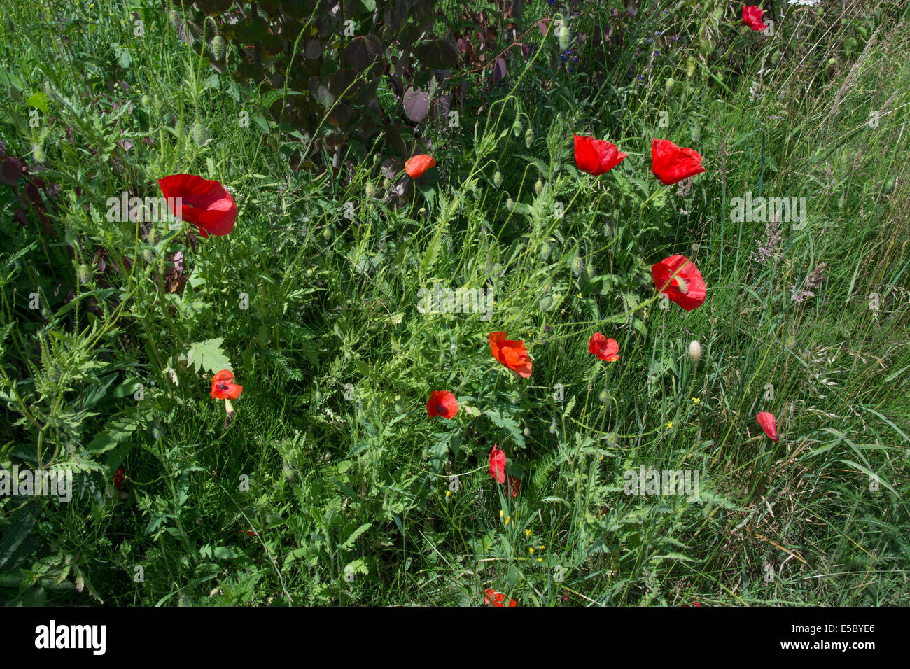 Wildflower poppies, southern Sweden in June Stock Photo - Alamy