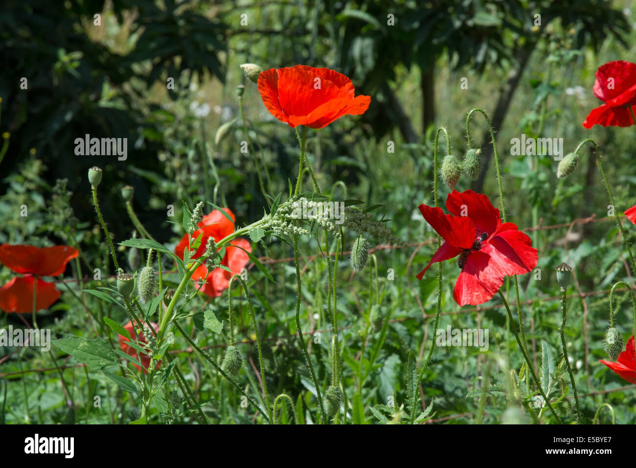 Seasonal june hi-res stock photography and images - Alamy