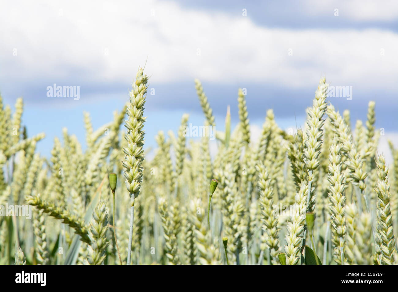 Beautiful summer field oats hi-res stock photography and images - Alamy
