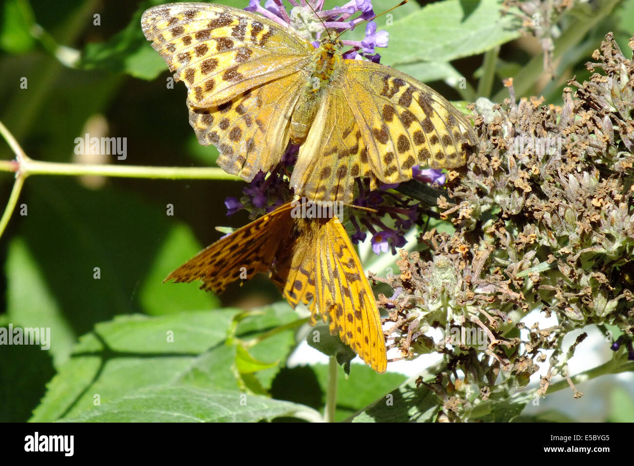 High Brown Fritillary (top) and Silver-washed Fritillary Stock Photo ...