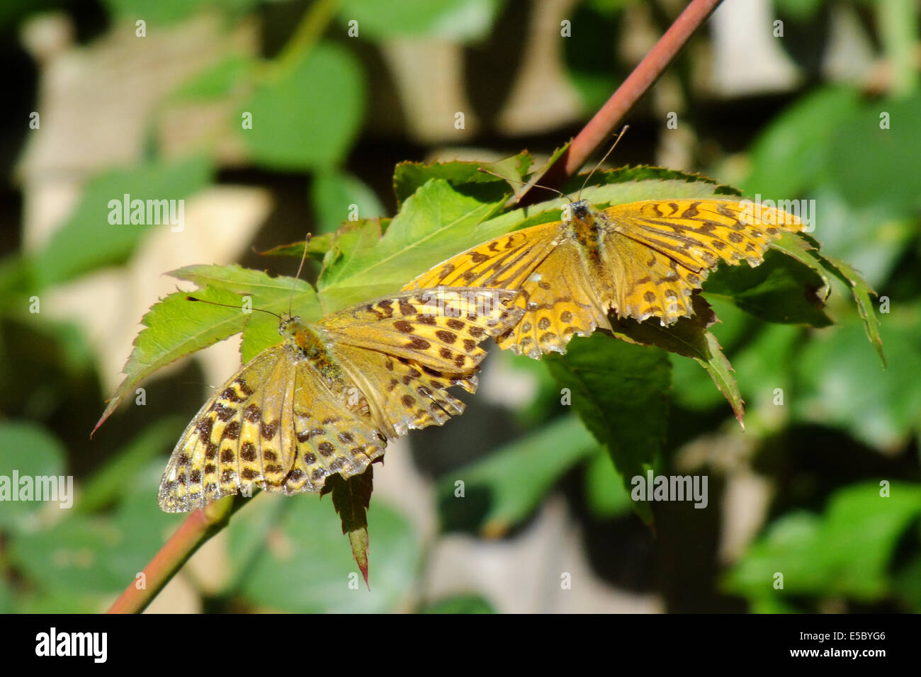 High Brown Fritillary (left) and Silver-washed Fritillary Stock Photo ...