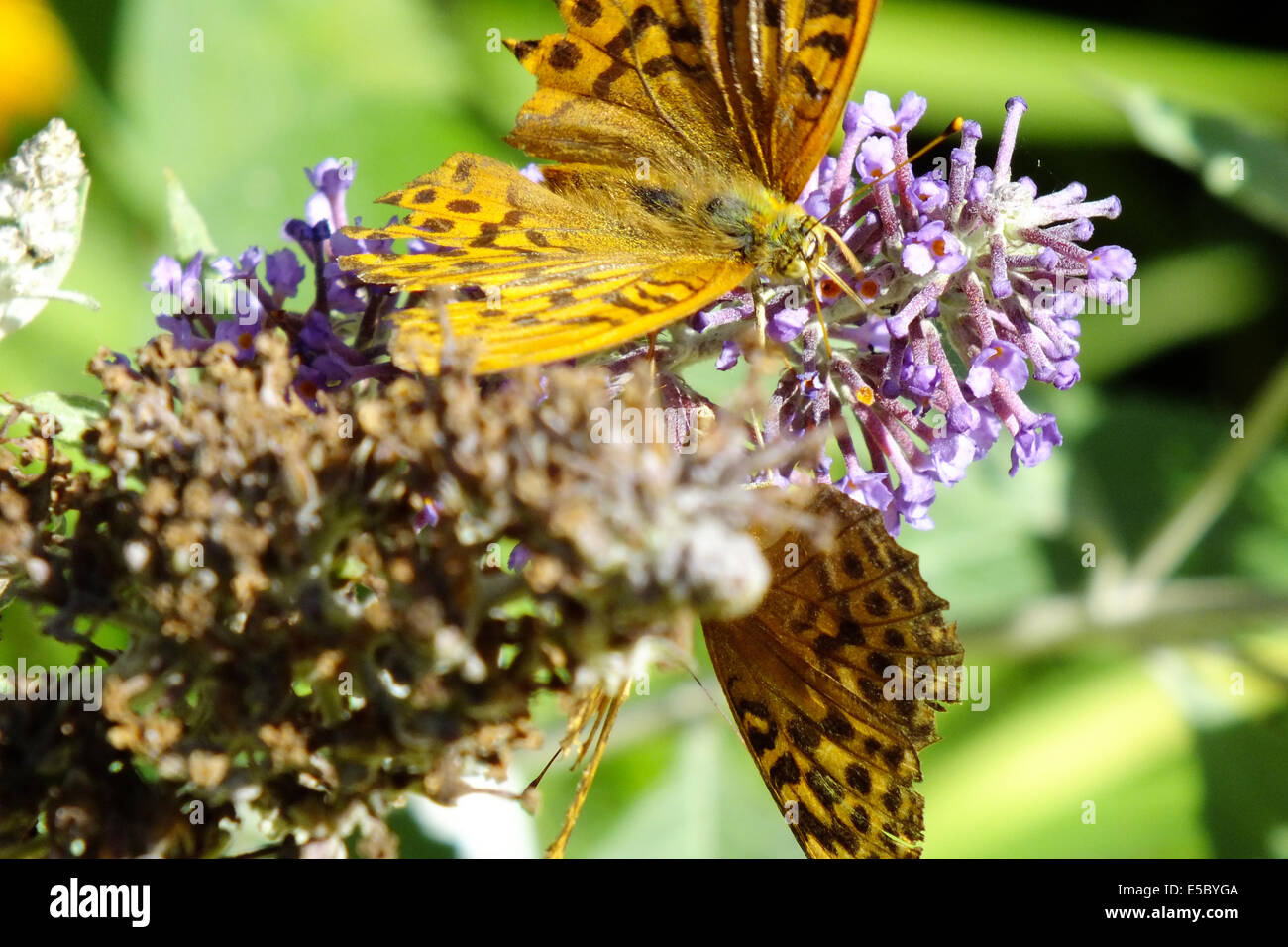 Silver-washed fritillary (top) and High Brown Fritillary on buddleia ...