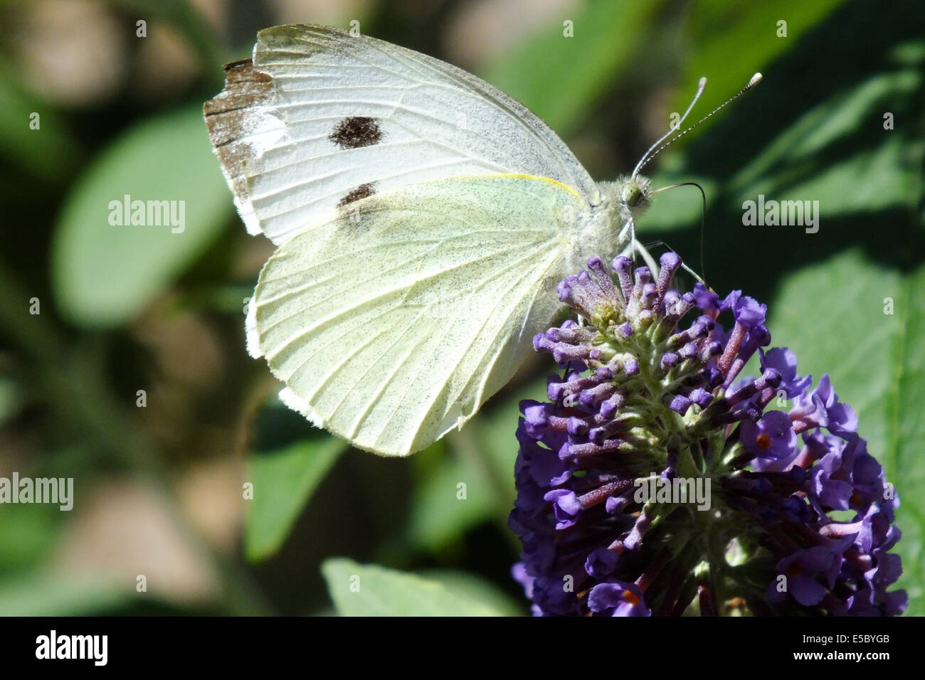 Large white butterfly on buddleia Stock Photo - Alamy