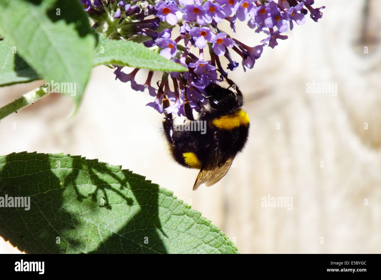 Bumble bee on buddleia Stock Photo - Alamy