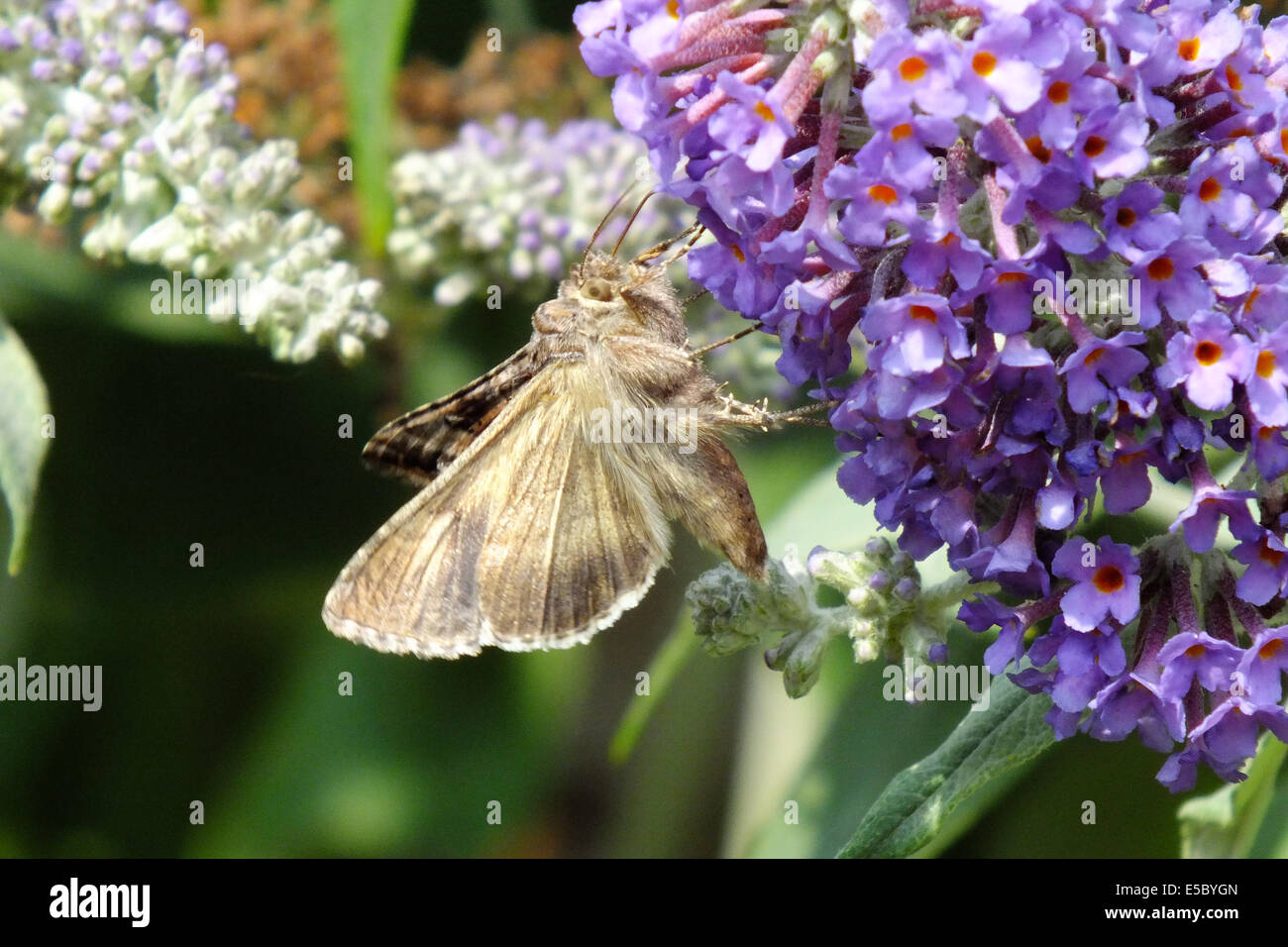 Silver Y moth on buddleia Stock Photo - Alamy