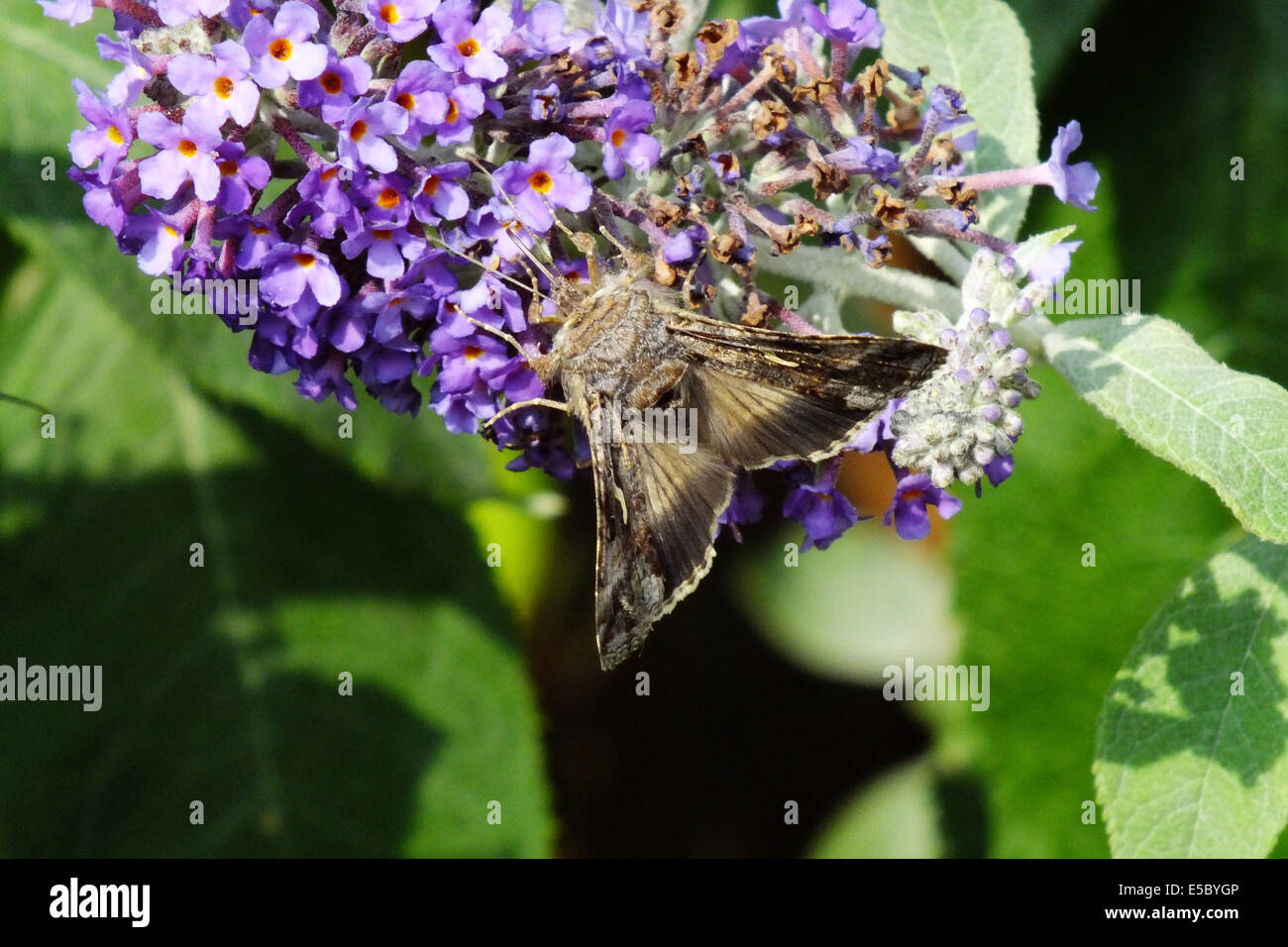 Silver Y moth on buddleia Stock Photo - Alamy