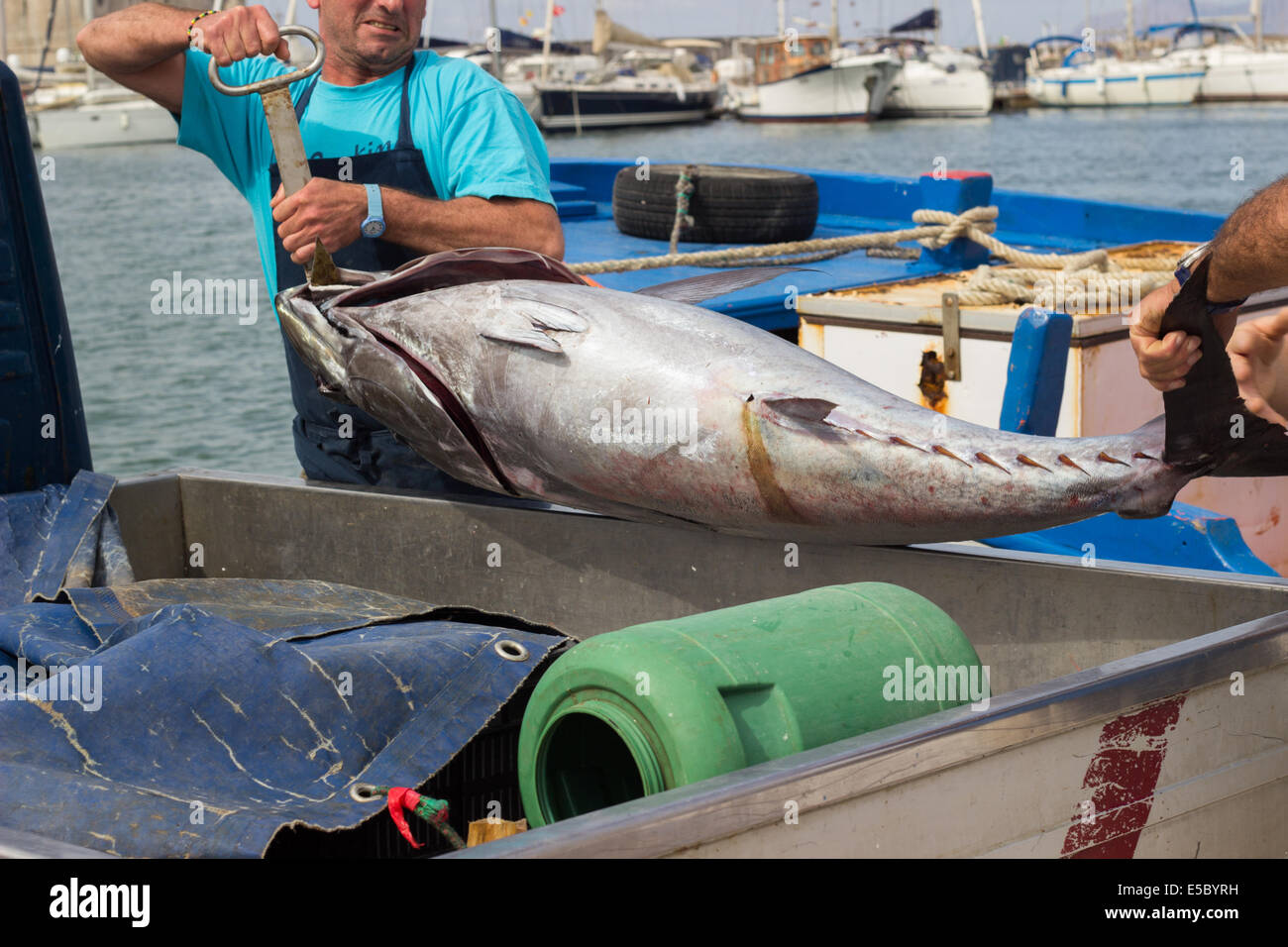 Yellowtail Amberjack High Resolution Stock Photography and Images - Alamy