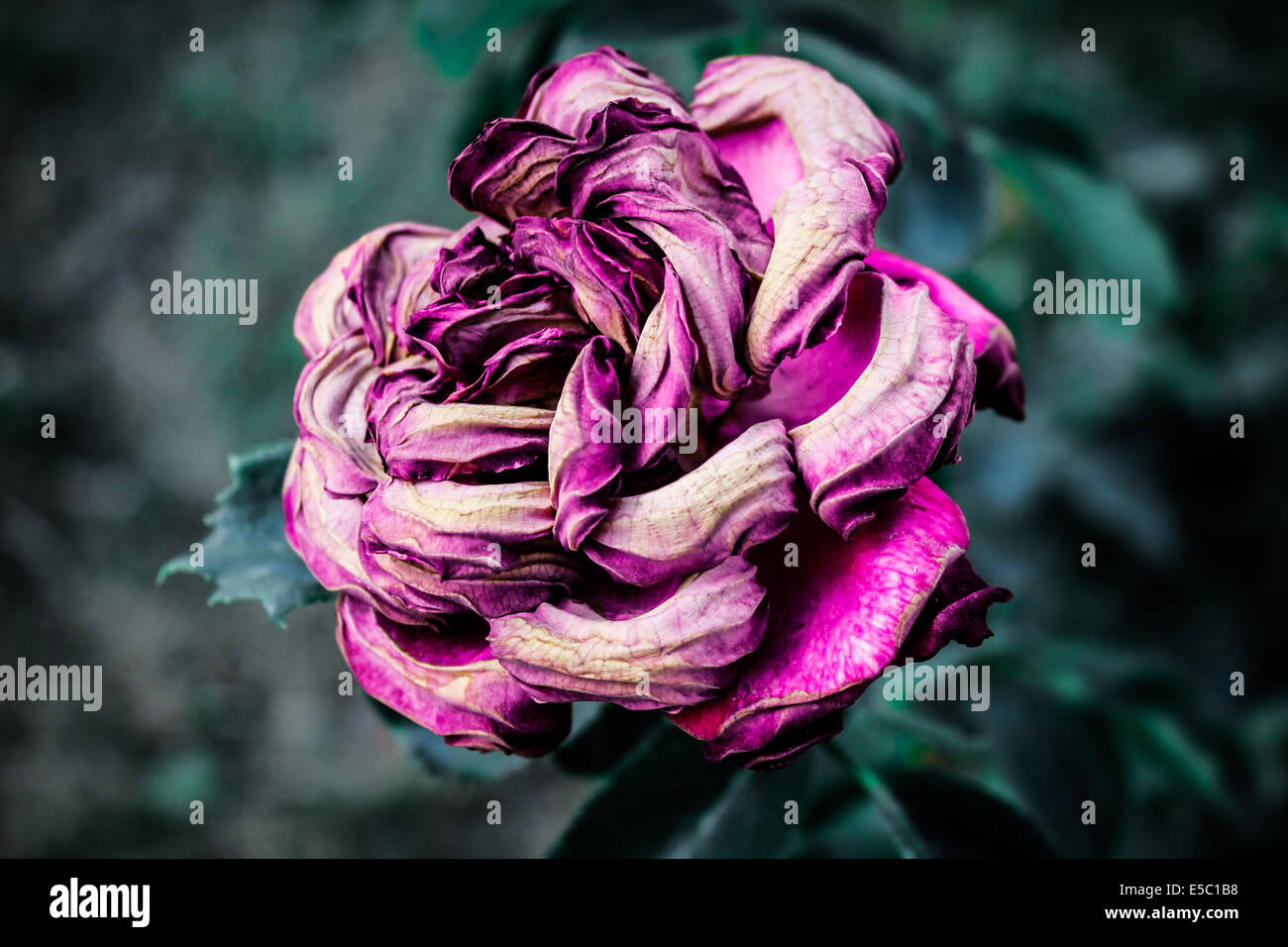 Dying rose hi-res stock photography and images - Alamy