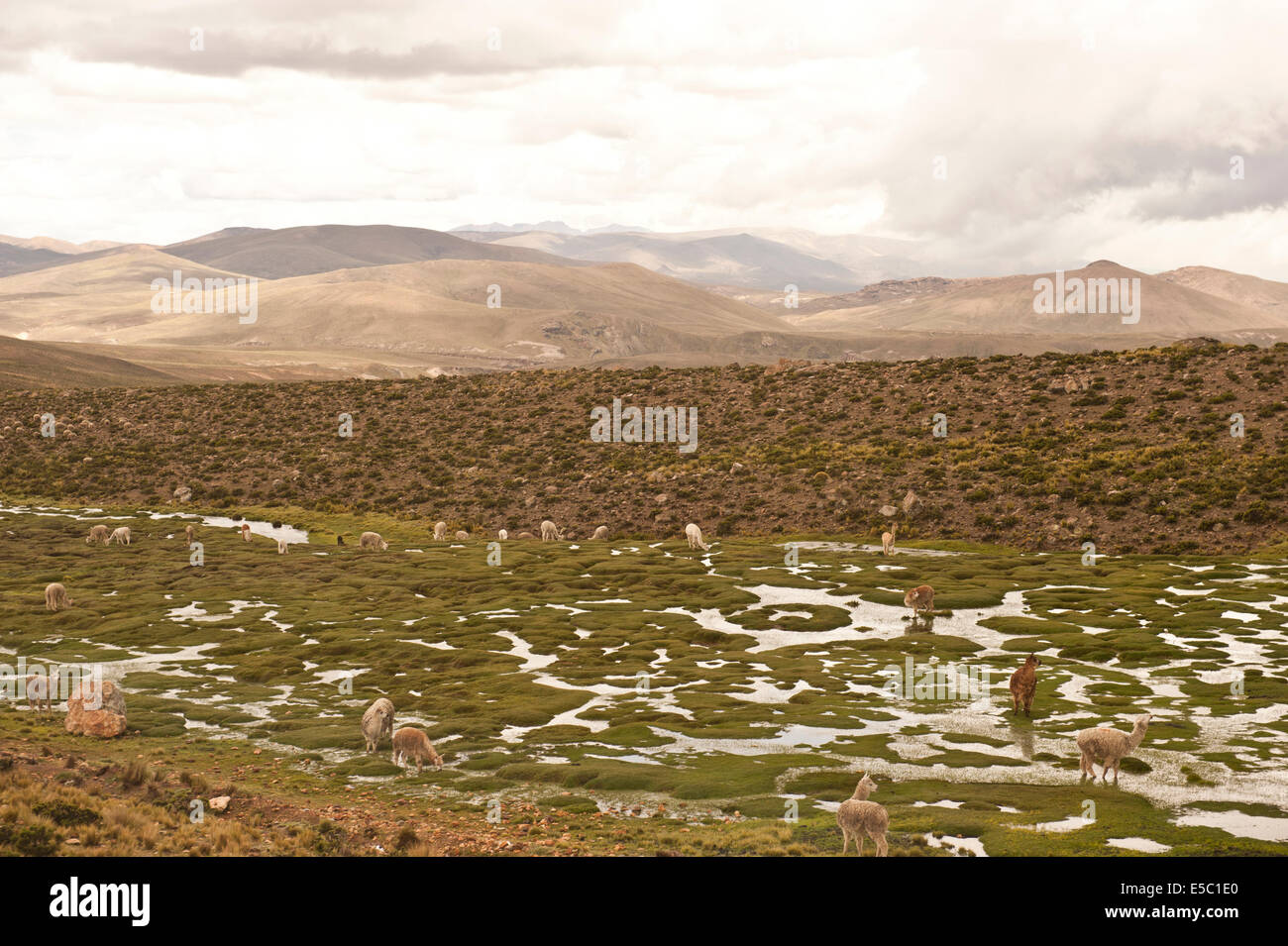 A pack of llamas and alpacas in the field on a cloudy day Stock Photo ...