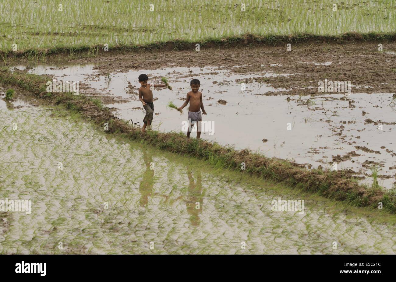 Agricultural paddy field embankment hi-res stock photography and images ...