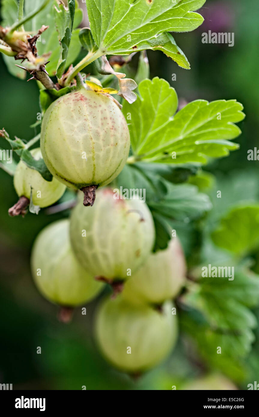 Gooseberry fruits and bush Stock Photo - Alamy