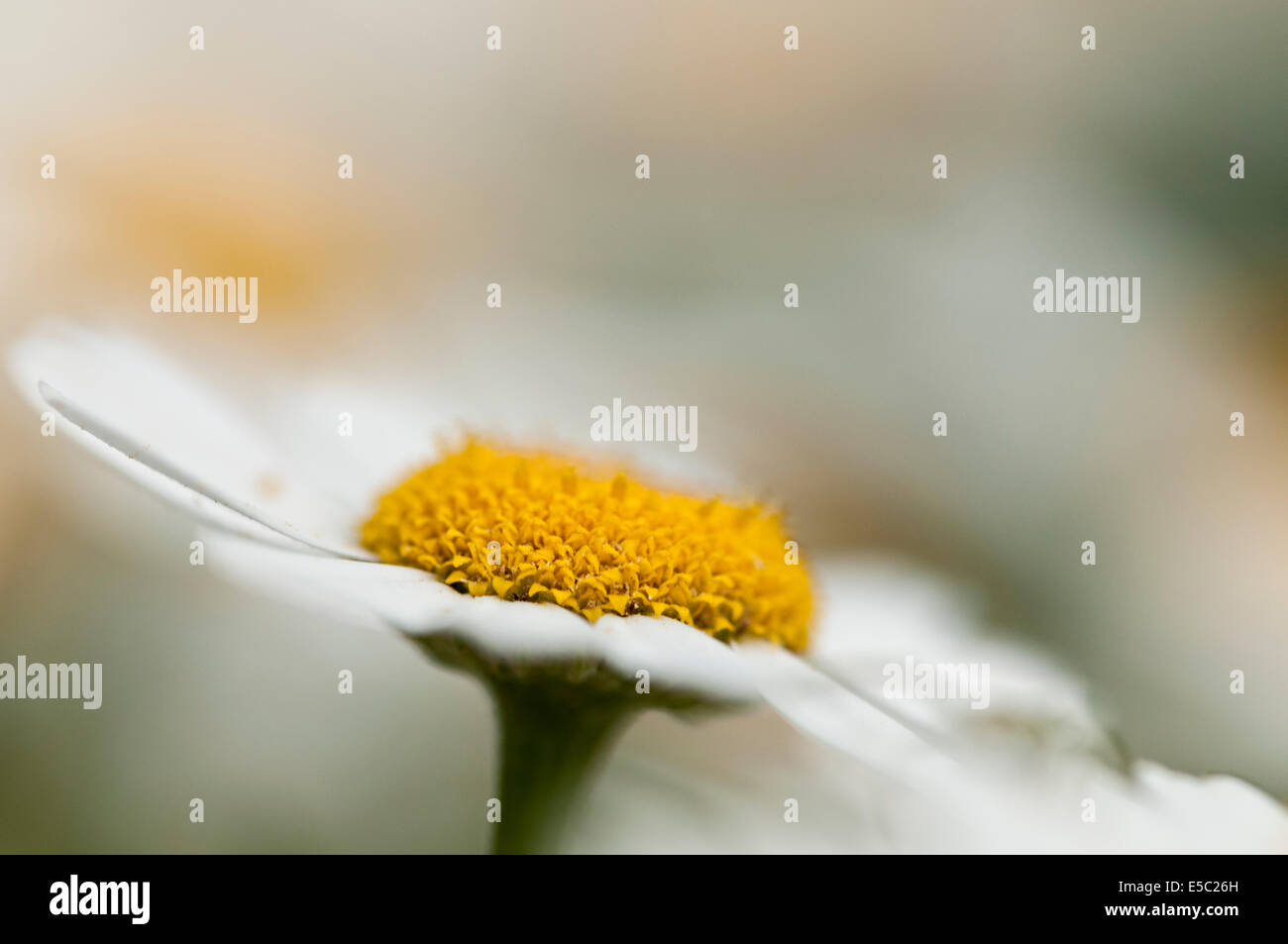 Yellow disc flowers hi-res stock photography and images - Alamy