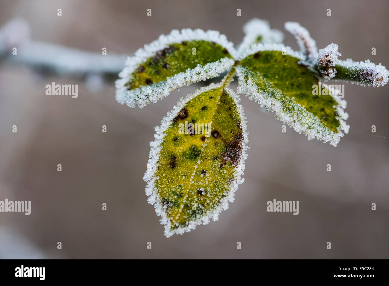 Rose with frost hi-res stock photography and images - Alamy