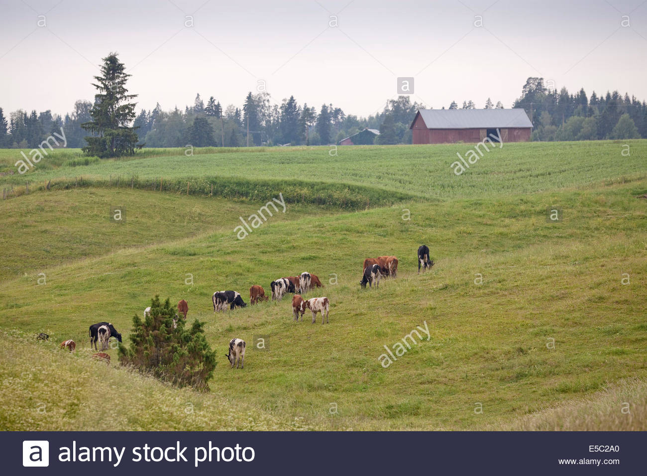 Cows And Red Barn Stock Photos & Cows And Red Barn Stock Images - Alamy