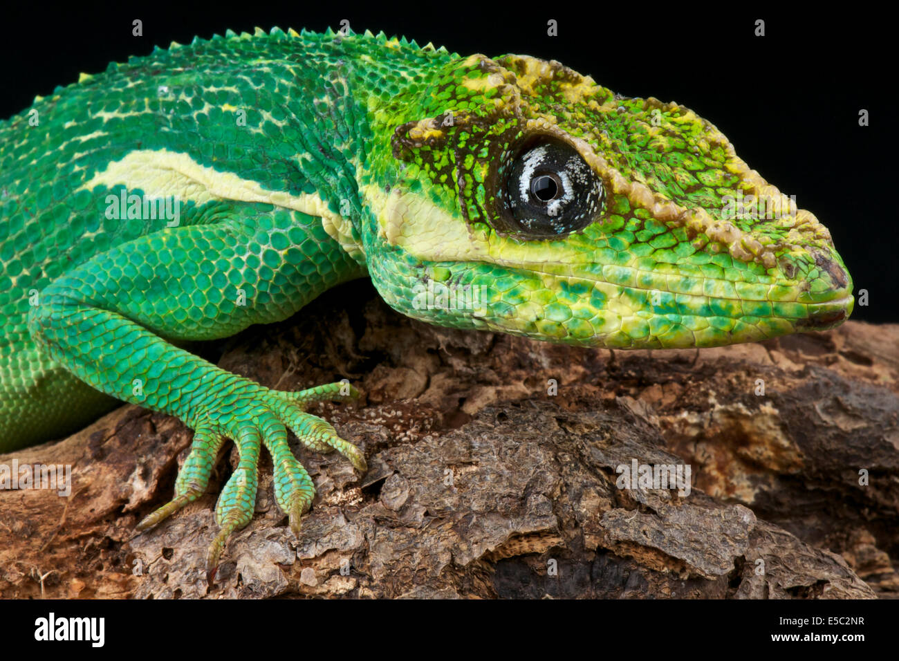 Cuban knight Anole / Anolis equestris Stock Photo - Alamy