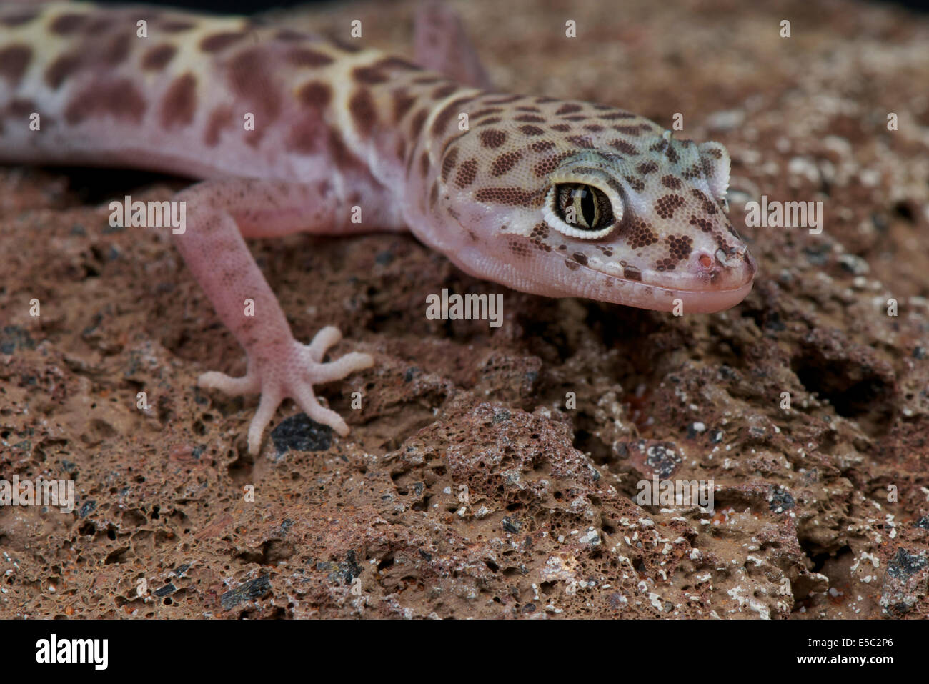 Spotted gecko hi-res stock photography and images - Alamy