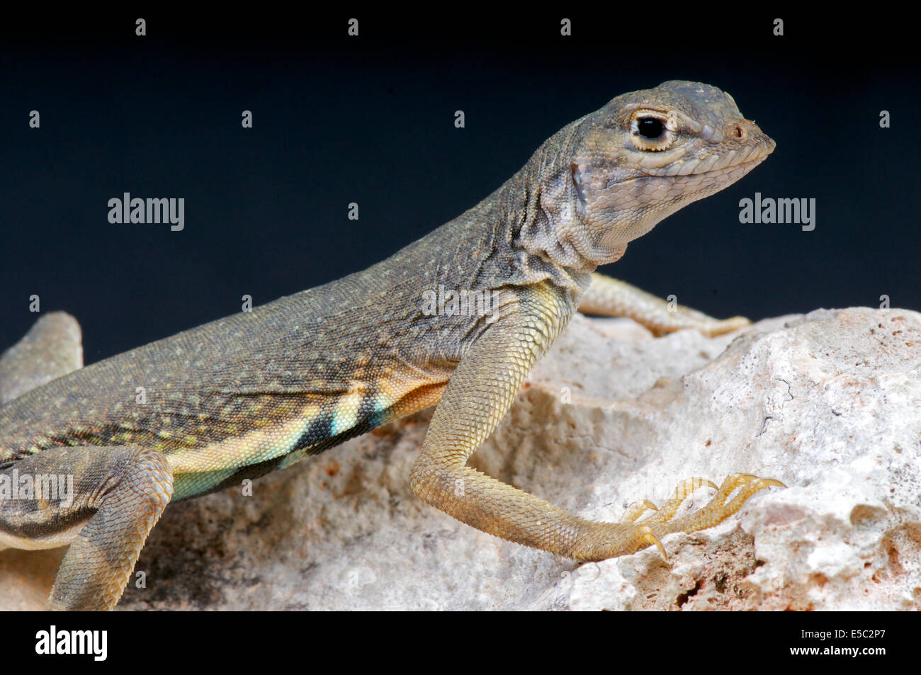 Greater earless lizard / Cophosaurus texanus Stock Photo - Alamy