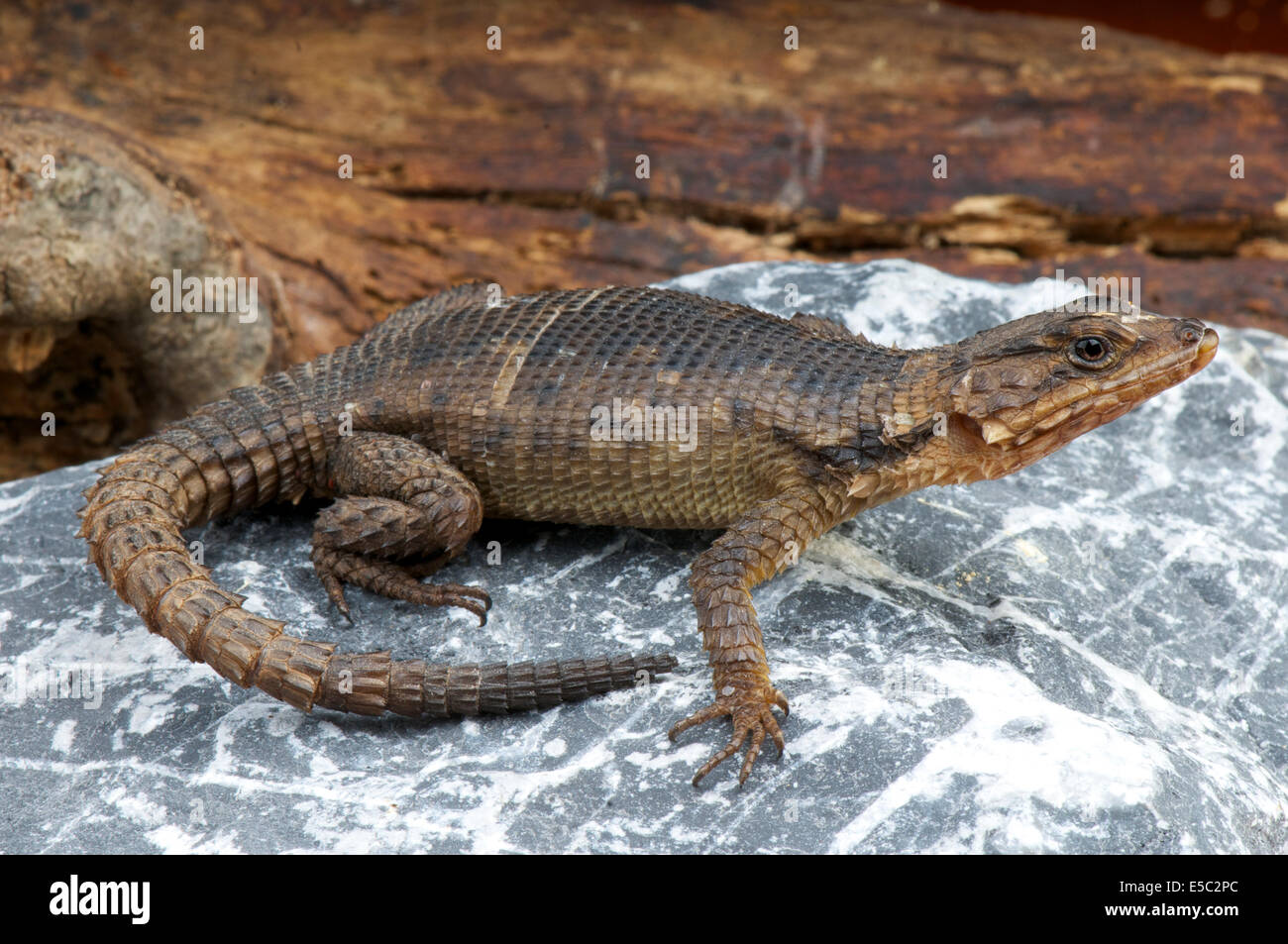 Karoo girdled lizard / Cordylus polyzonus Stock Photo - Alamy