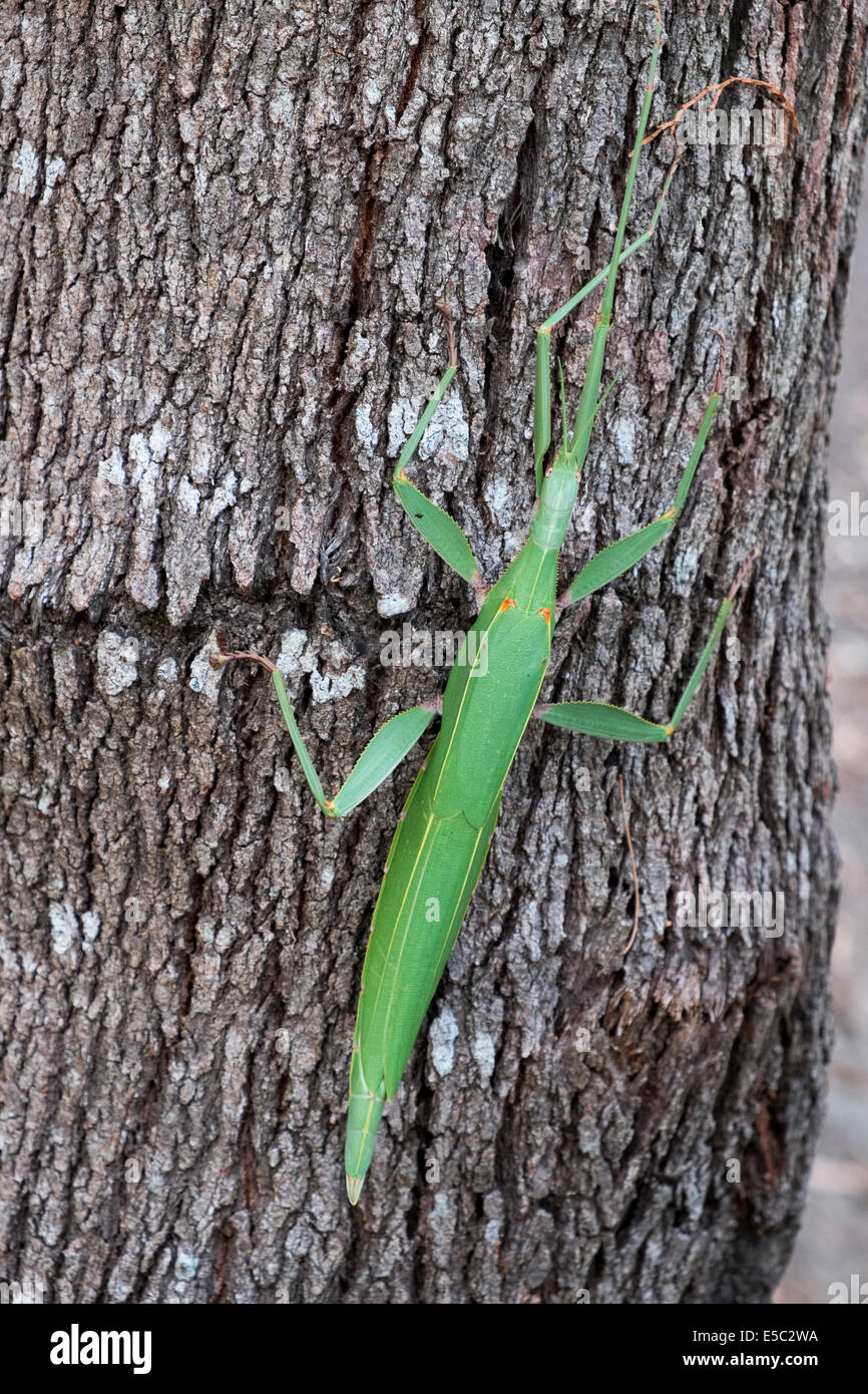Goliath Stick Insect, Moreton Island Stock Photo - Alamy