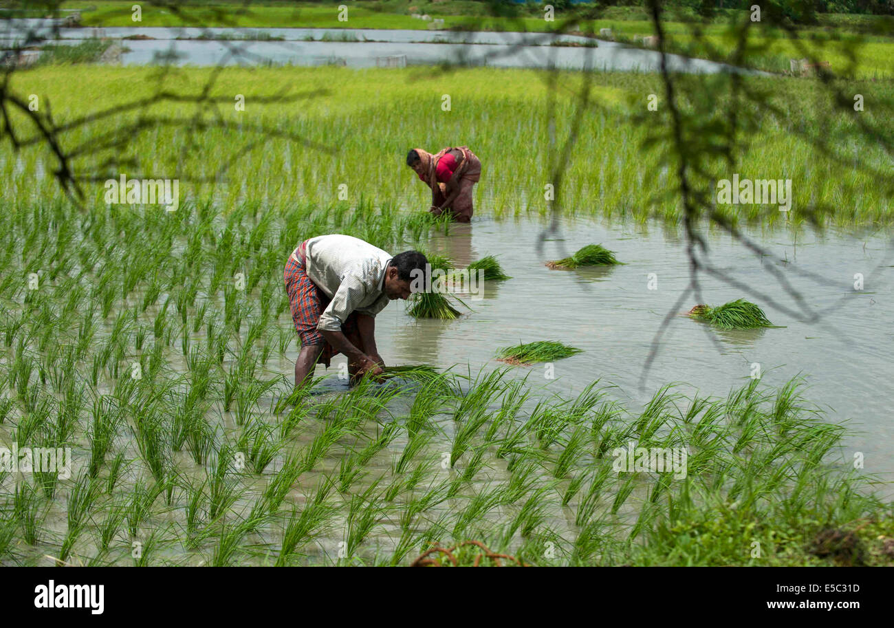 Calcutta. 27th July, 2014. Indian farmers plant paddy saplings in a ...