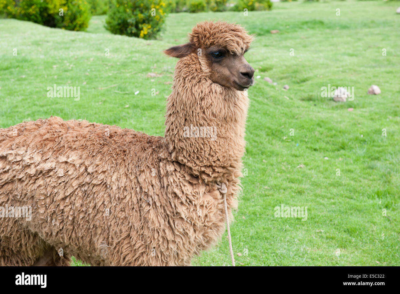 A view of an alpaca on a green field on a sunny day Stock Photo - Alamy