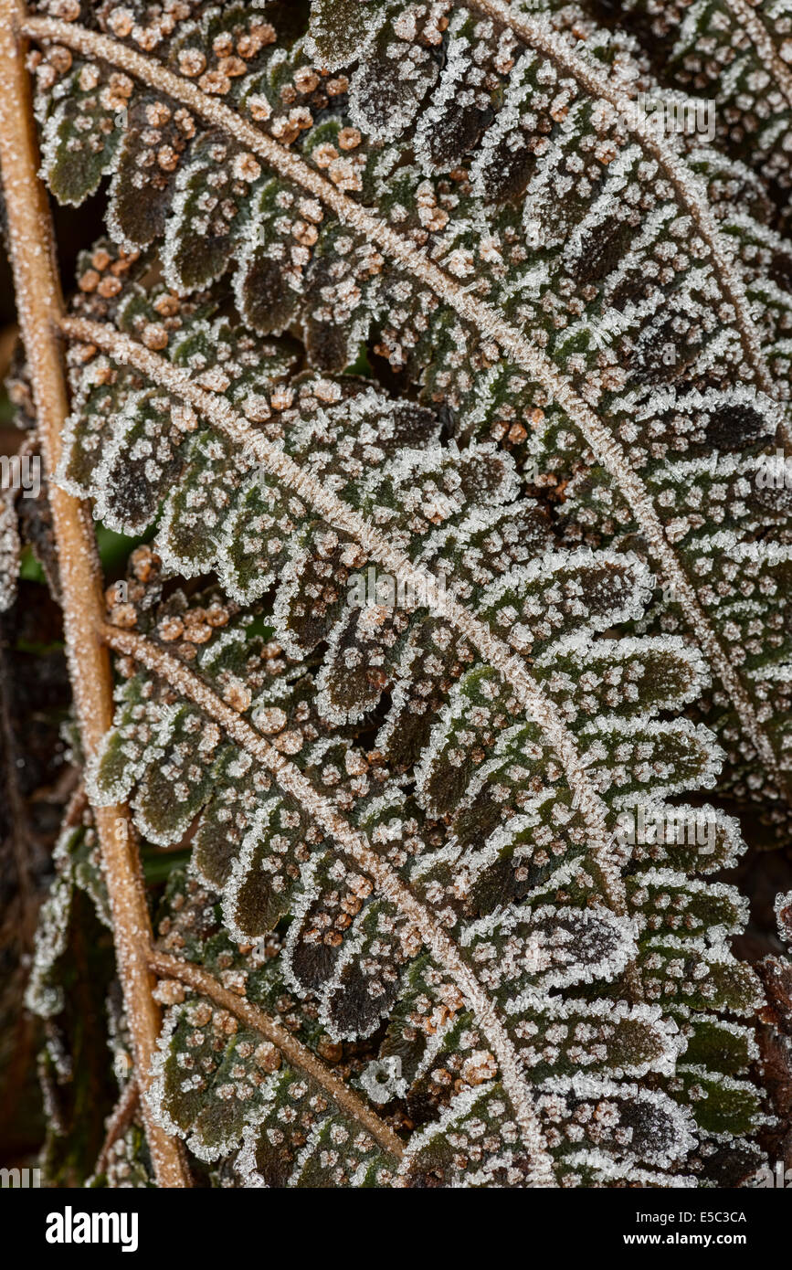 Dead frond hi-res stock photography and images - Alamy