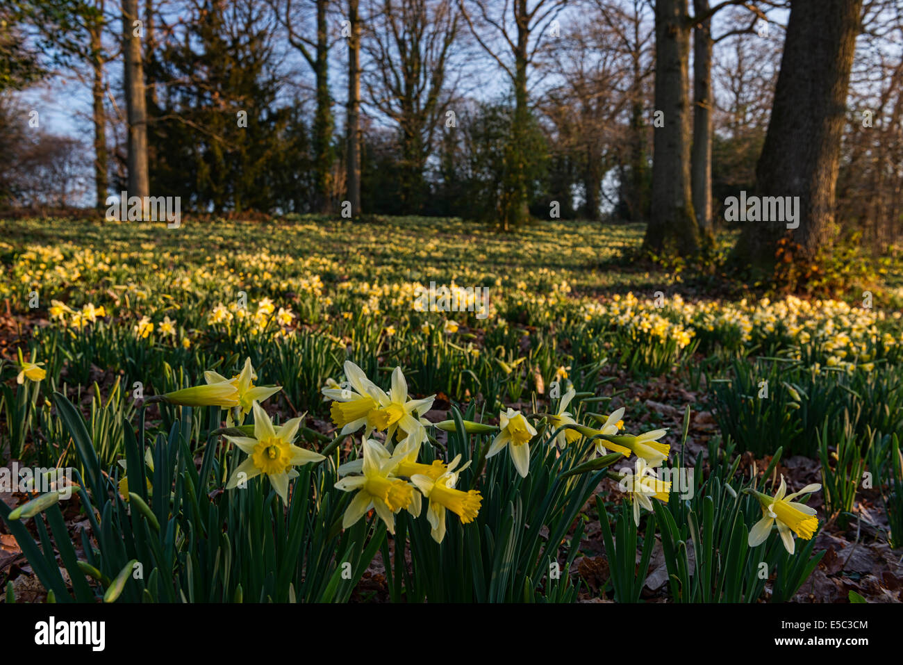 Wild daffodils in Spring Stock Photo - Alamy