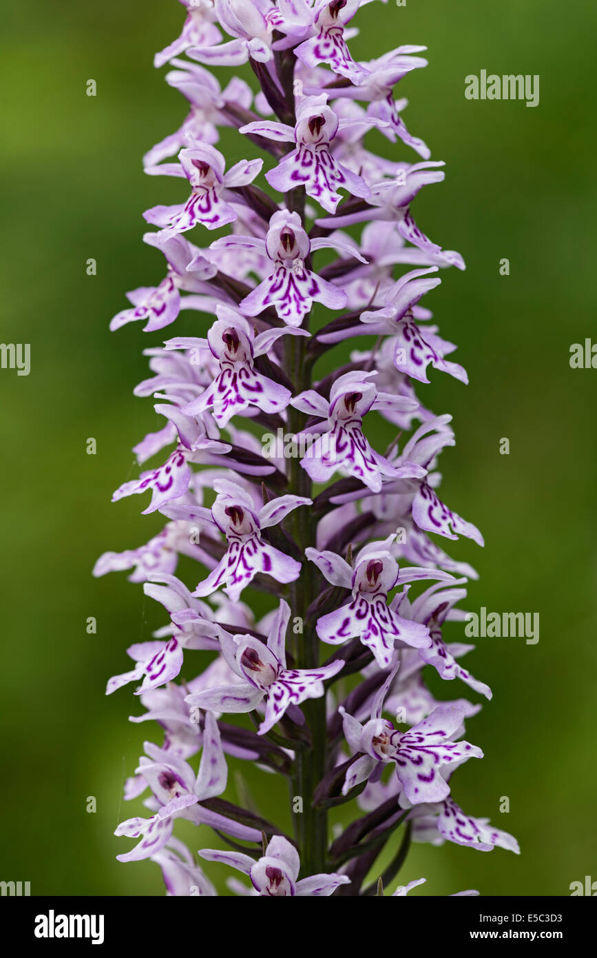 Common spotted orchid flower hi-res stock photography and images - Alamy