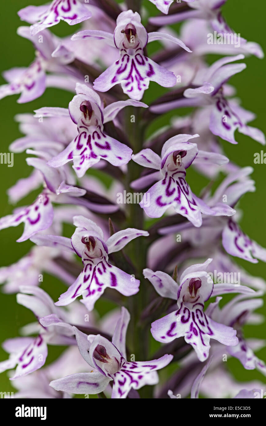 Common spotted orchid flower hi-res stock photography and images - Alamy