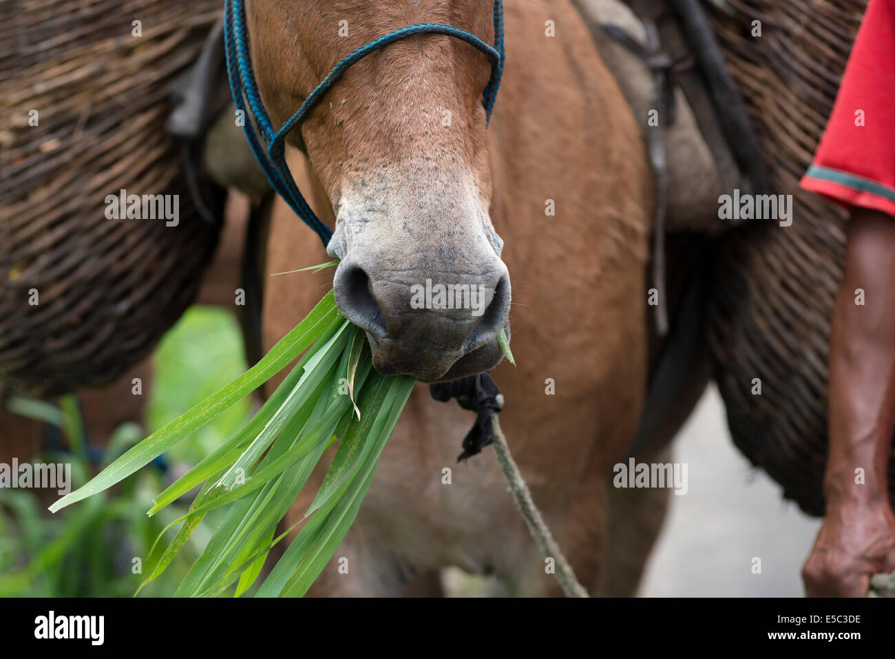 Detail of a mule muzzle in Brazil eating grass Stock Photo - Alamy
