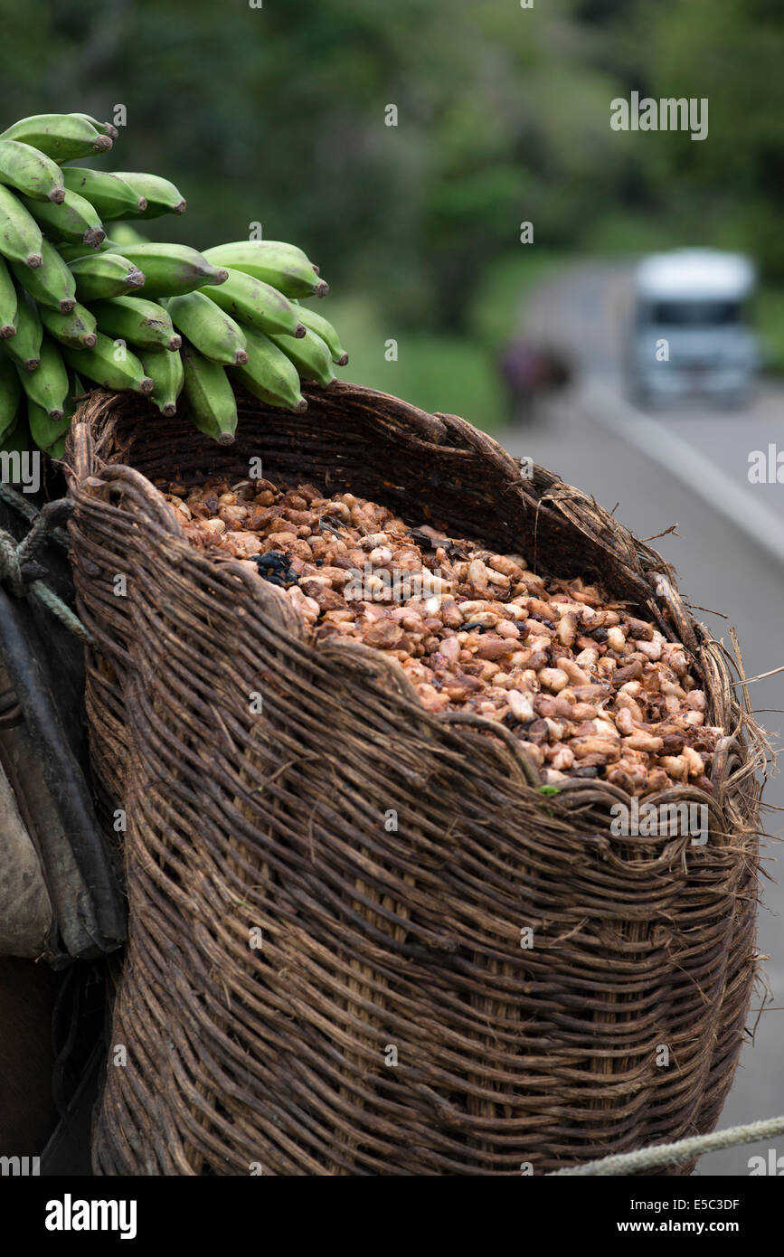 Full cocoa tree hi-res stock photography and images - Alamy