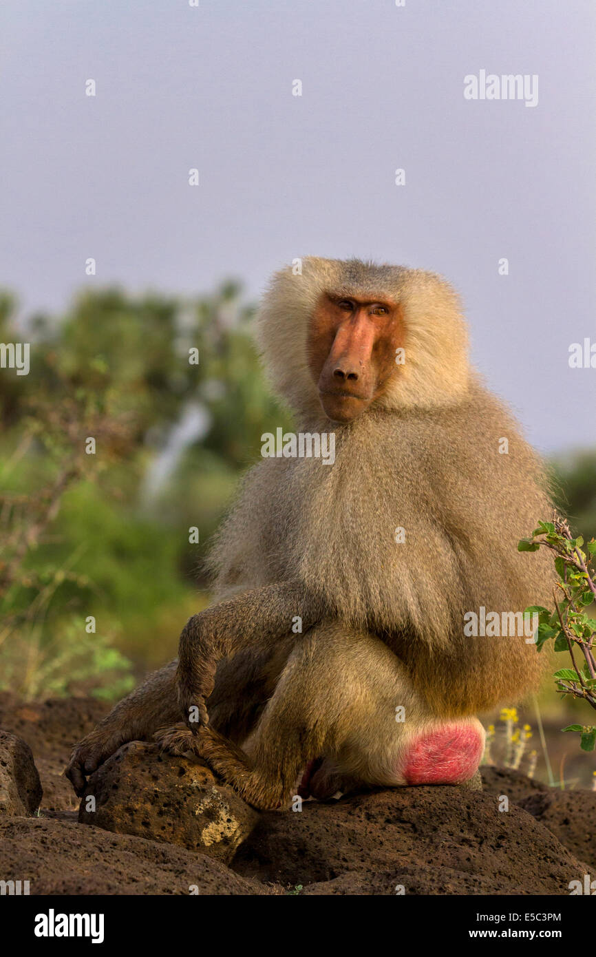 Male Hamadryas baboon (Papio hamadryas) Awash National Park Ethiopia ...