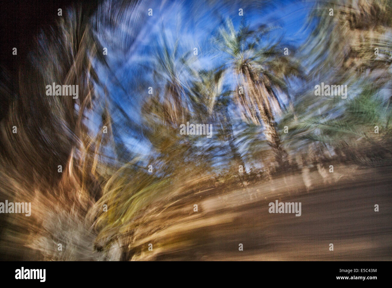 Palm date trees in the largest oasis of Tozeur in Tunisia Stock Photo ...