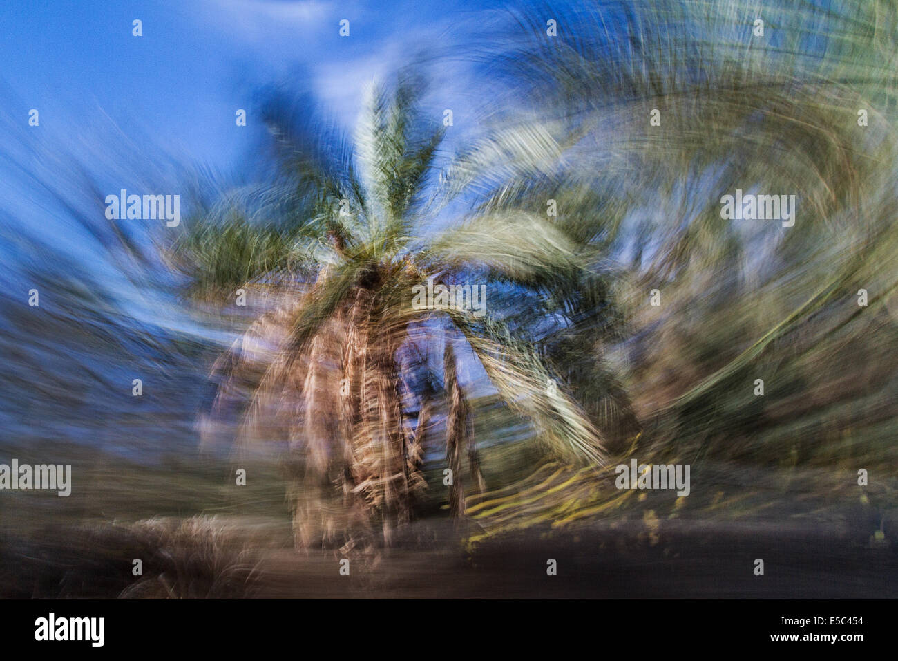 Palm date trees in the largest oasis of Tozeur in Tunisia Stock Photo ...