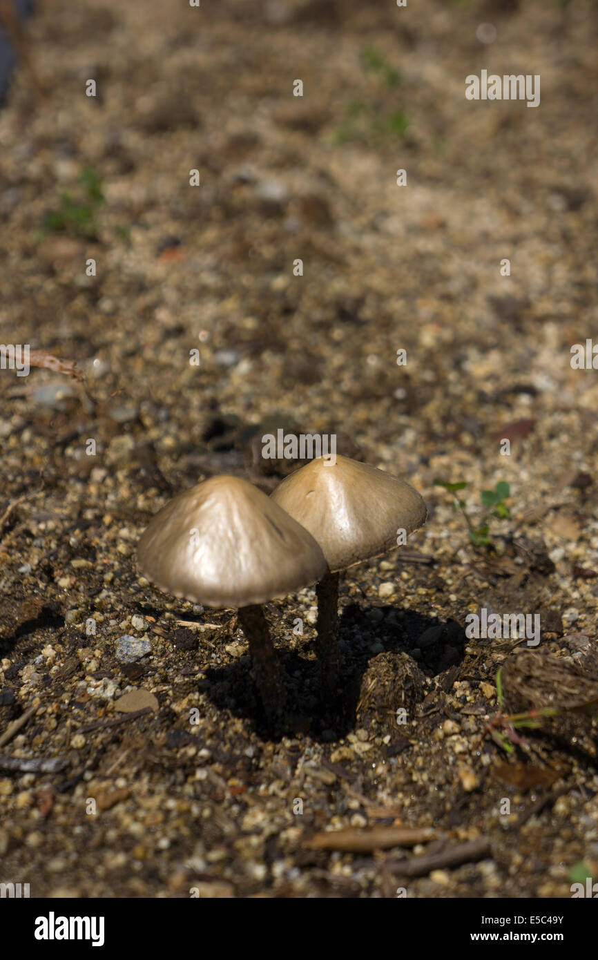 Golden mushrooms hi-res stock photography and images - Alamy