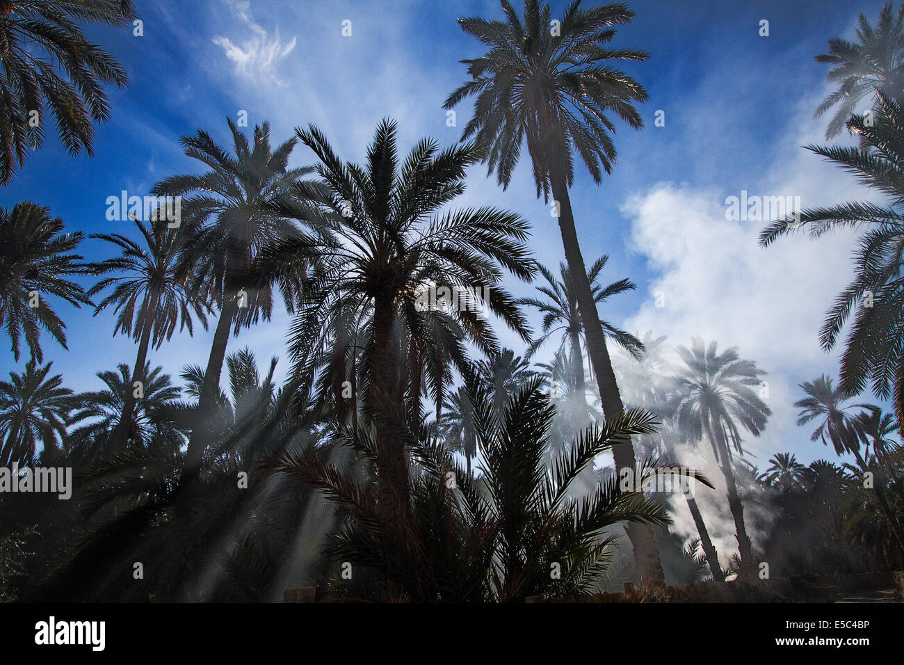 Date palm tree branches hi-res stock photography and images - Alamy
