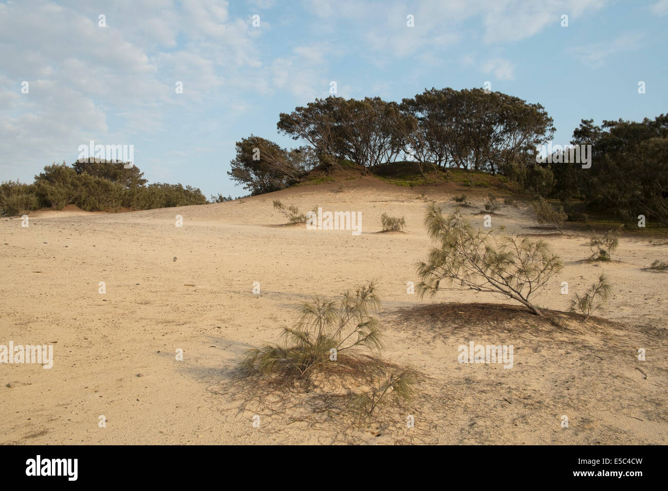 In the sand dunes near Cape Moreton, Moreton Island Stock Photo - Alamy