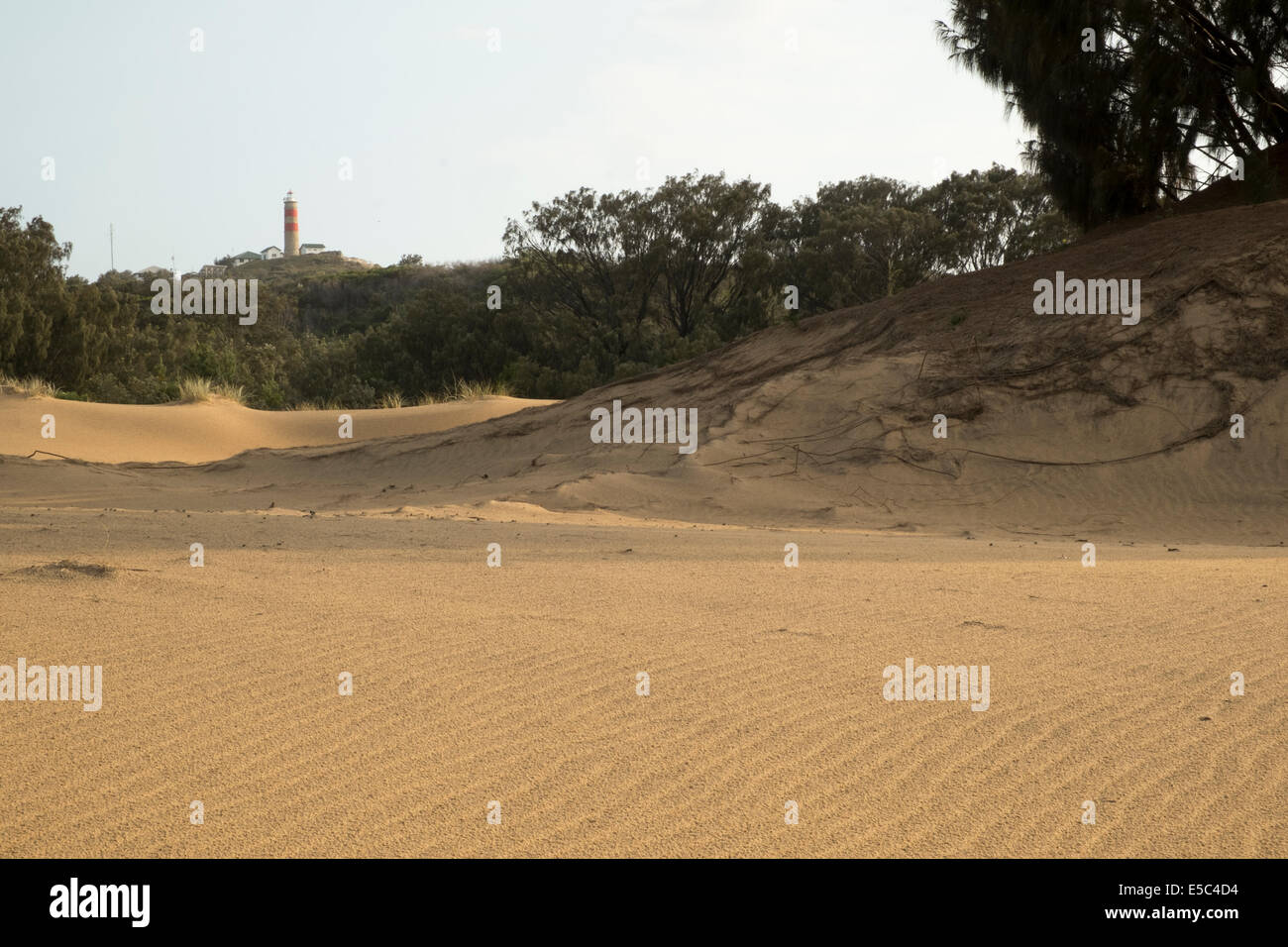 In the sand dunes near Cape Moreton, Moreton Island Stock Photo - Alamy
