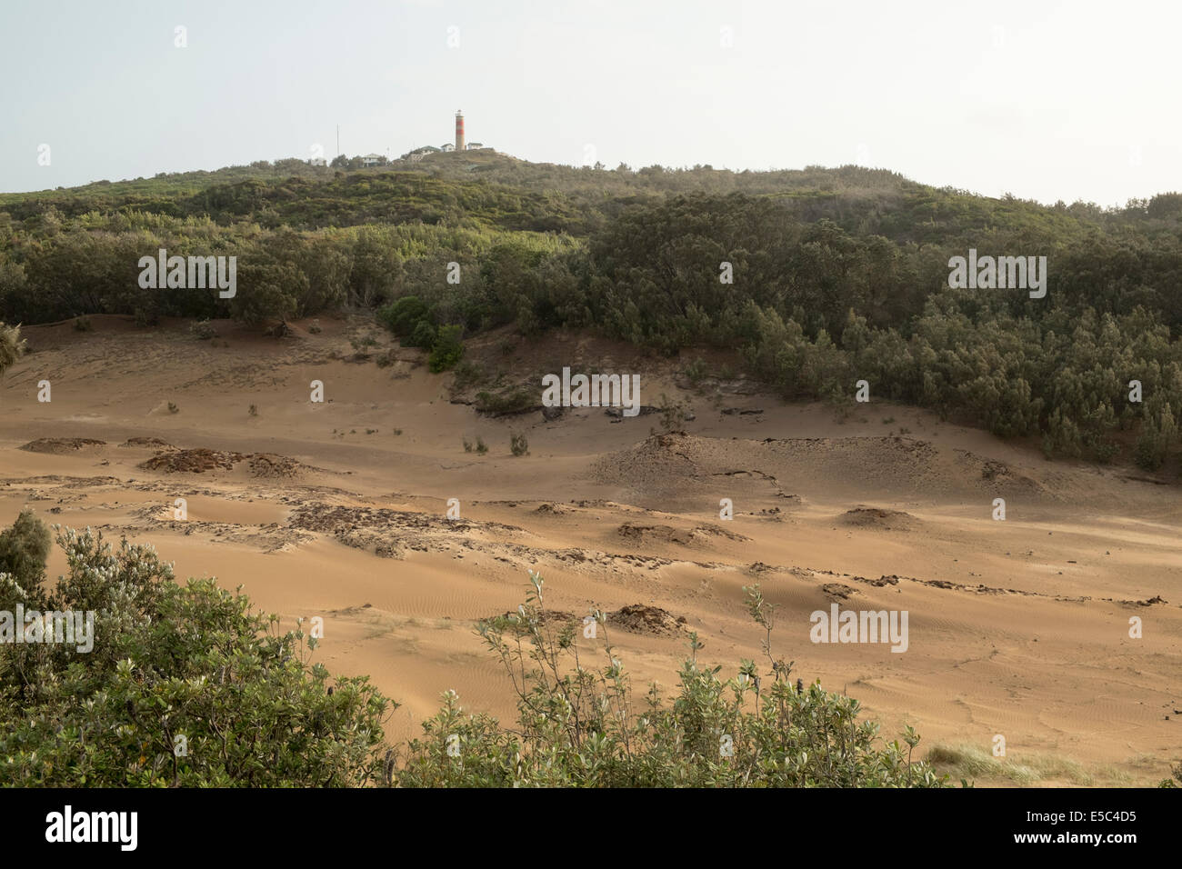 In the sand dunes near Cape Moreton, Moreton Island Stock Photo - Alamy