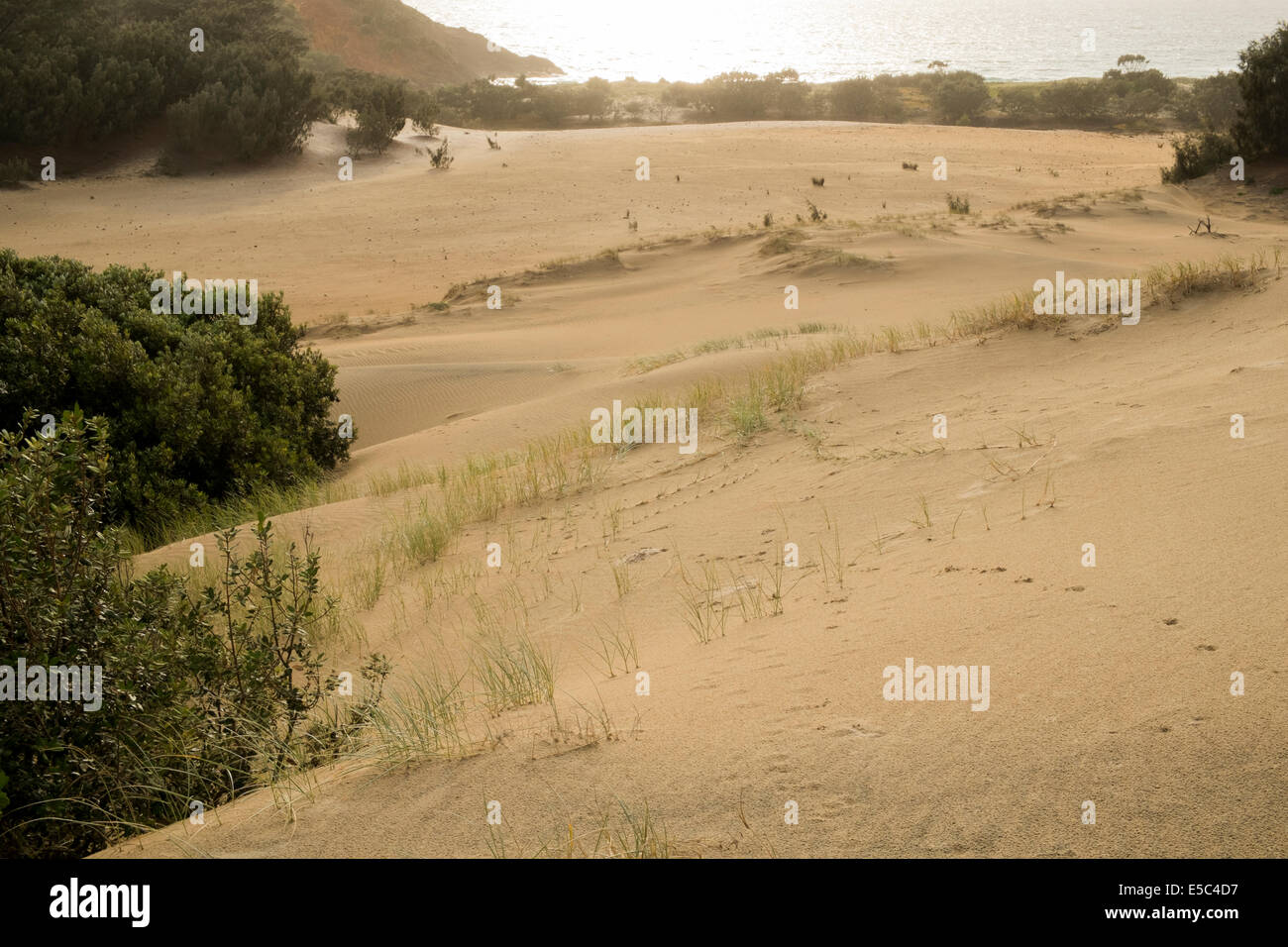 In the sand dunes near Cape Moreton, Moreton Island Stock Photo - Alamy