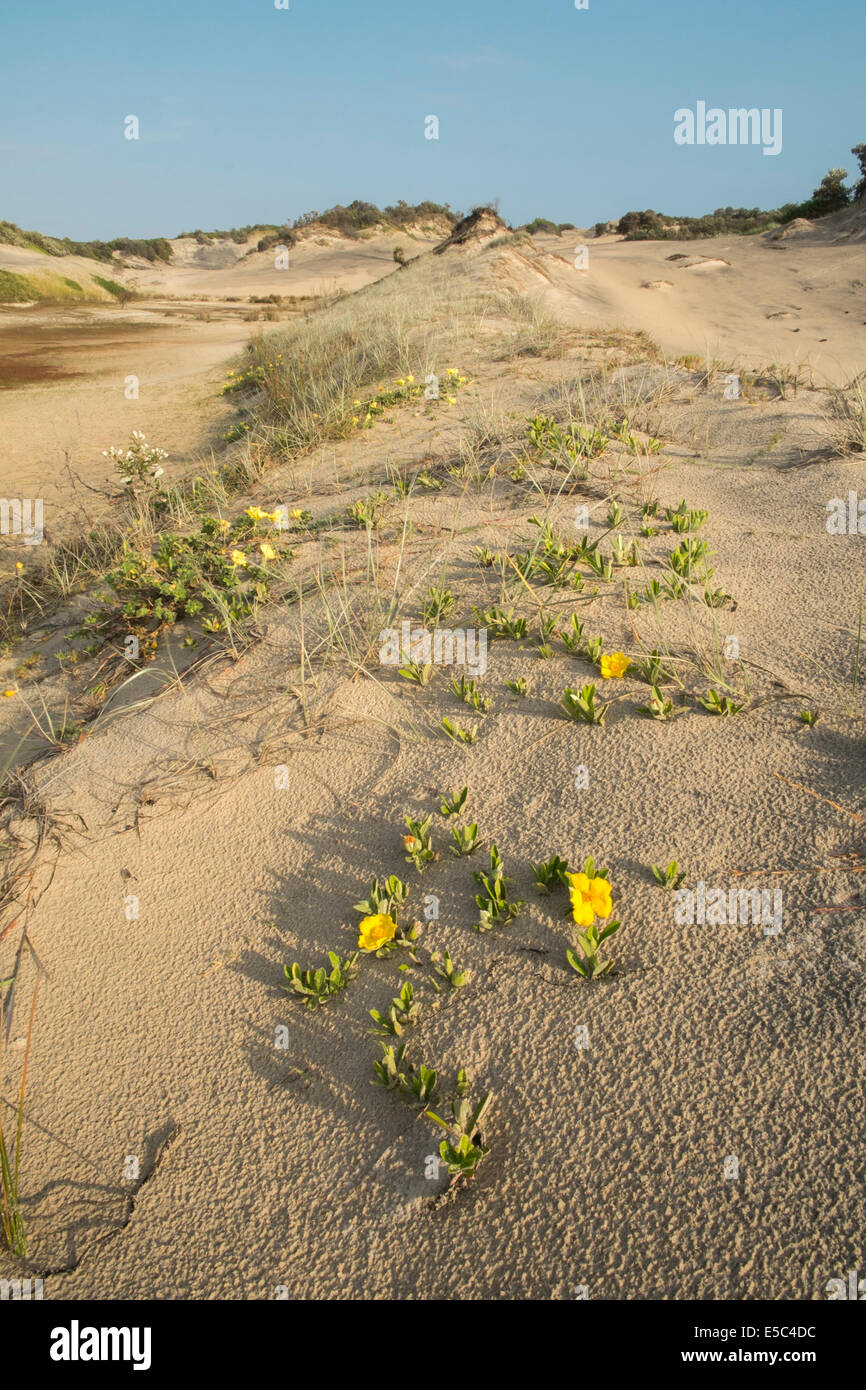 In the sand dunes near Cape Moreton, Moreton Island Stock Photo - Alamy