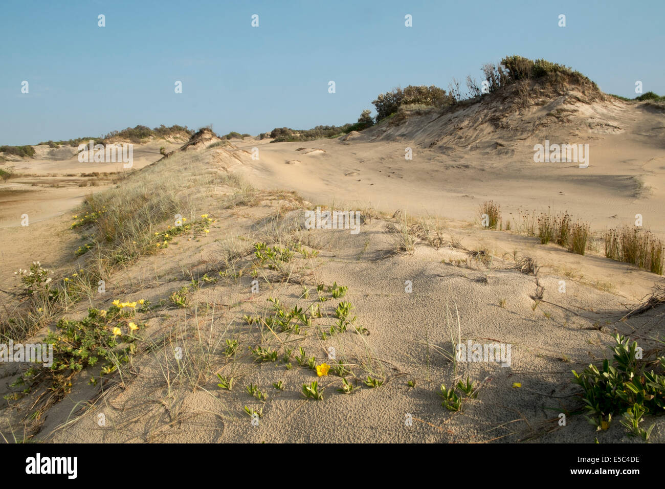 In the sand dunes near Cape Moreton, Moreton Island Stock Photo - Alamy
