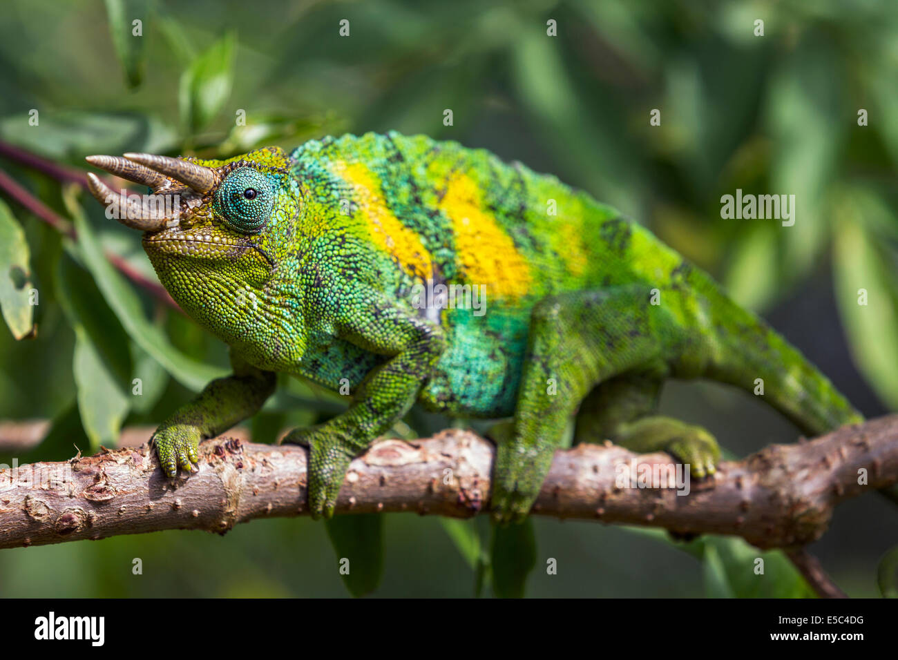 A three horned chameleon in Uganda Stock Photo - Alamy