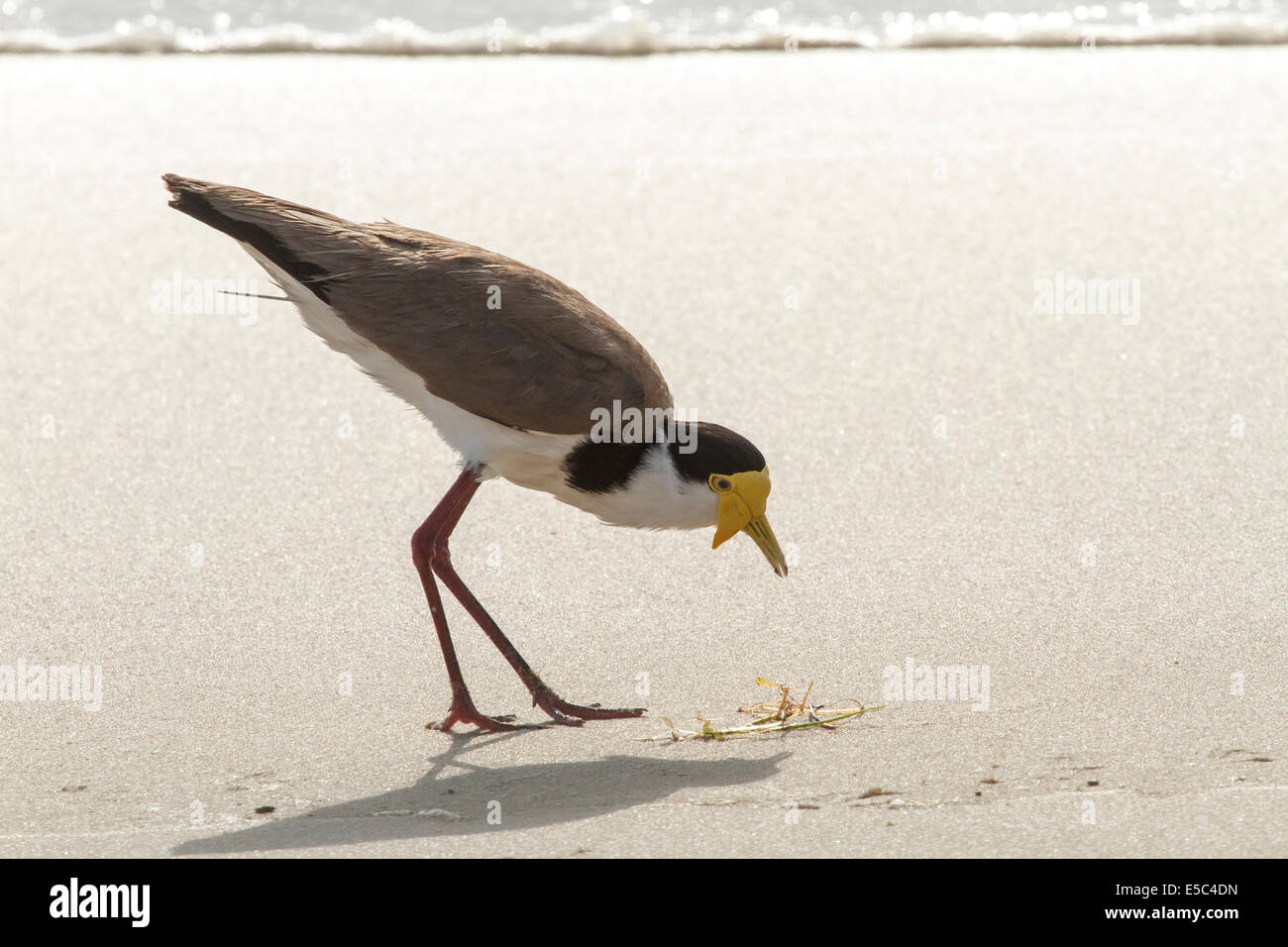 Queensland masked lapwing vanellus miles hi-res stock photography and ...
