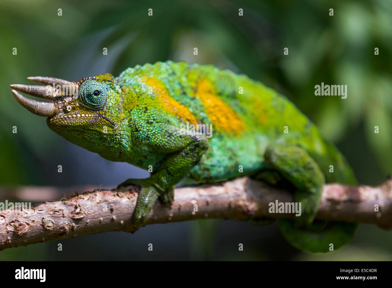 A three horned chameleon in Uganda Stock Photo - Alamy
