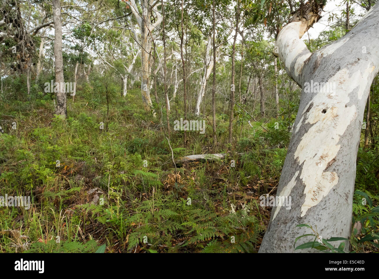 Grasstree High Resolution Stock Photography and Images - Alamy