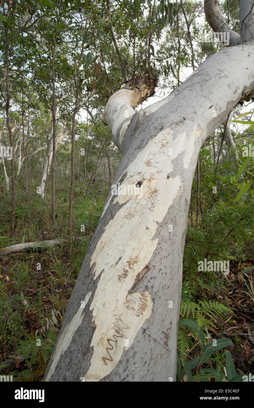 Grasstree High Resolution Stock Photography and Images - Alamy