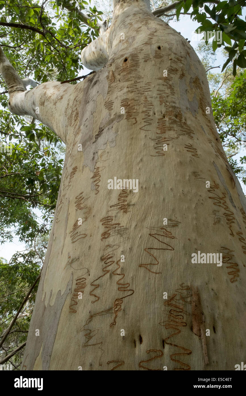 Grasstree hi-res stock photography and images - Alamy